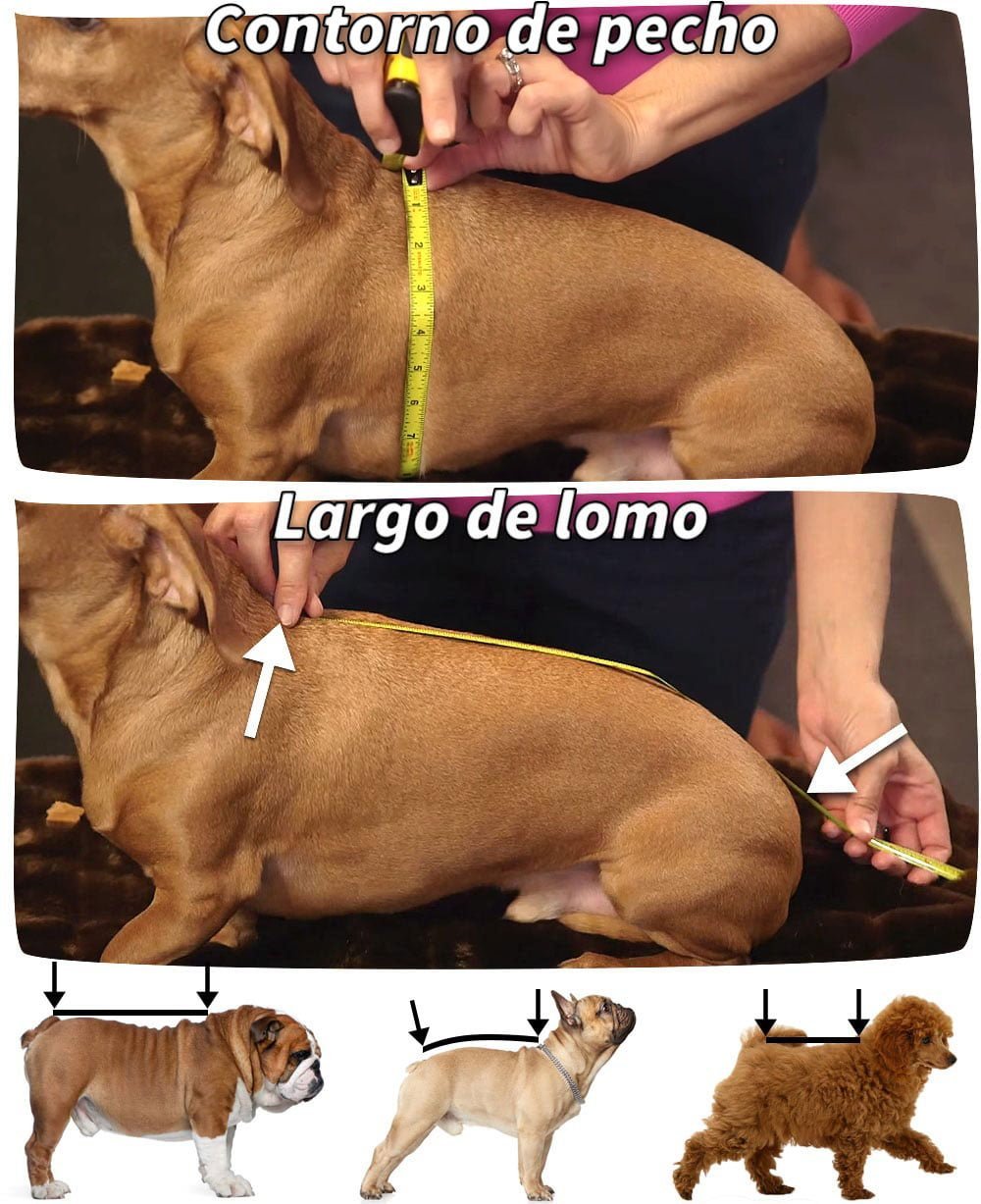 Cómo medir a mi mascota? - Dogston